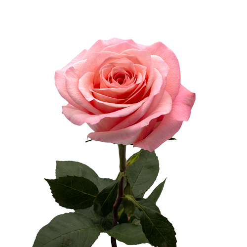 Rose of the Week | Florists Supply