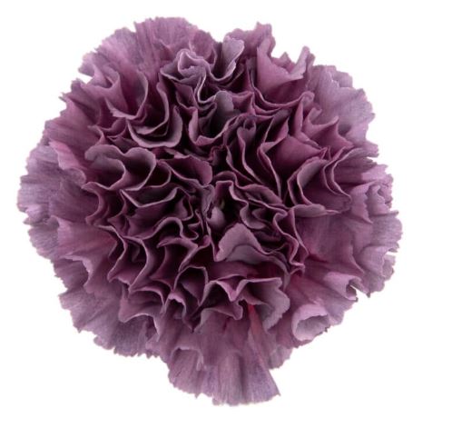 Gallery – Florists Supply Ltd.