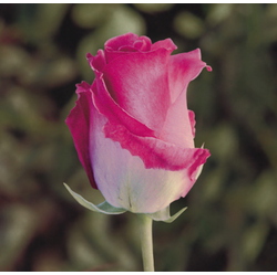 Gallery – Florists Supply Ltd.